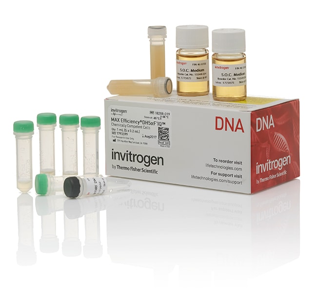 MAX Efficiency™ DH5αF´IQ Competent Cells