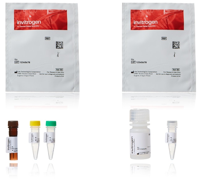 EnzChek™ 3C-like Protease (3CLpro) & Papain-like Protease (PLpro) Assay ...