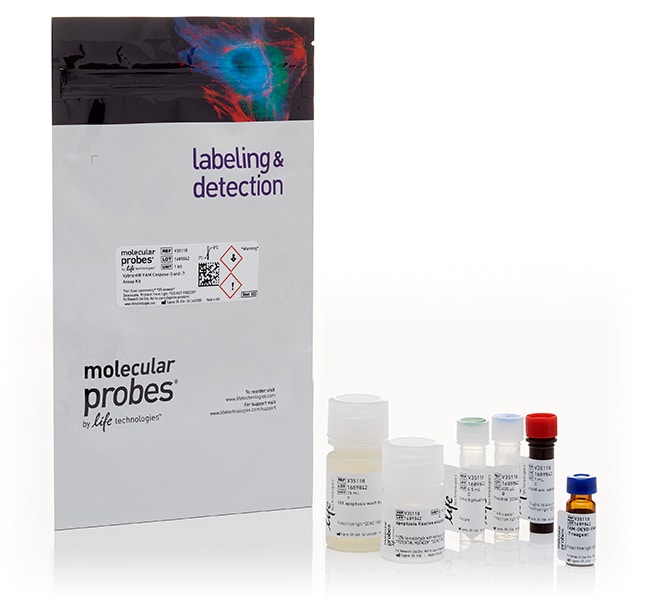 Vybrant™ FLICA Caspase Apoptosis Assay Kits for flow cytometry