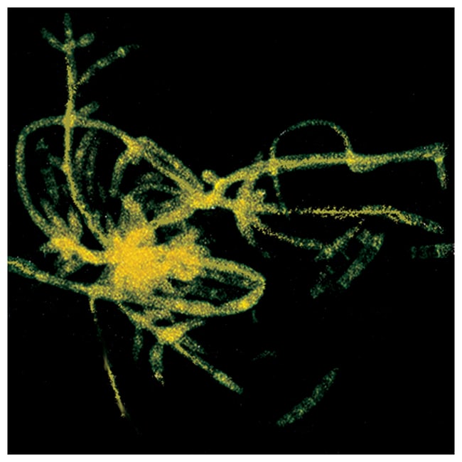 Remel™ 钙荧光白染色试剂盒