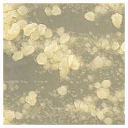 Culti-Loops™ 结核分枝杆菌 ATCC™ 25177™