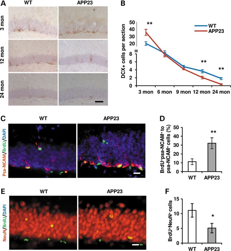 BrdU Antibody (03-3900)