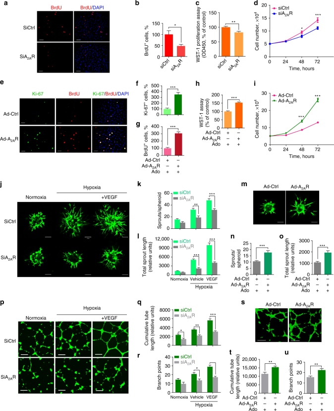 Brdu Antibody 03 3900