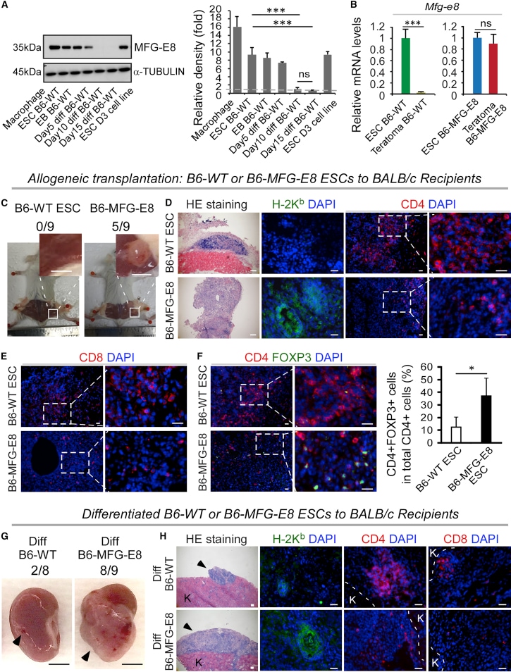 CD8a Antibody, eFluor™ 450 (48-0081-82)