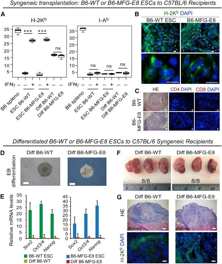 CD8a Antibody, eFluor® 615 (42-0081-82)