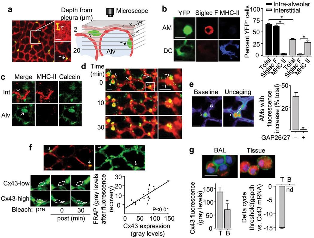 CD11c Antibody, eFluor™ 615 (42-0114-82)