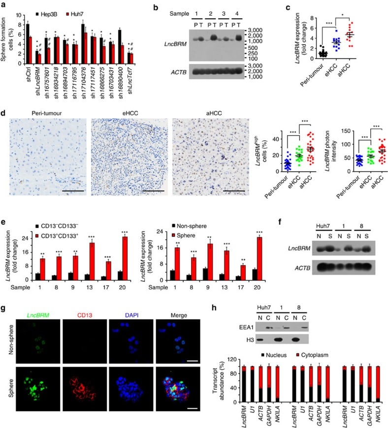 CD13 Antibody, FITC (11-0138-42)
