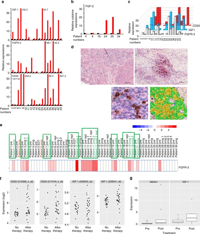 CD20 Antibody, FITC (11-0209-42)
