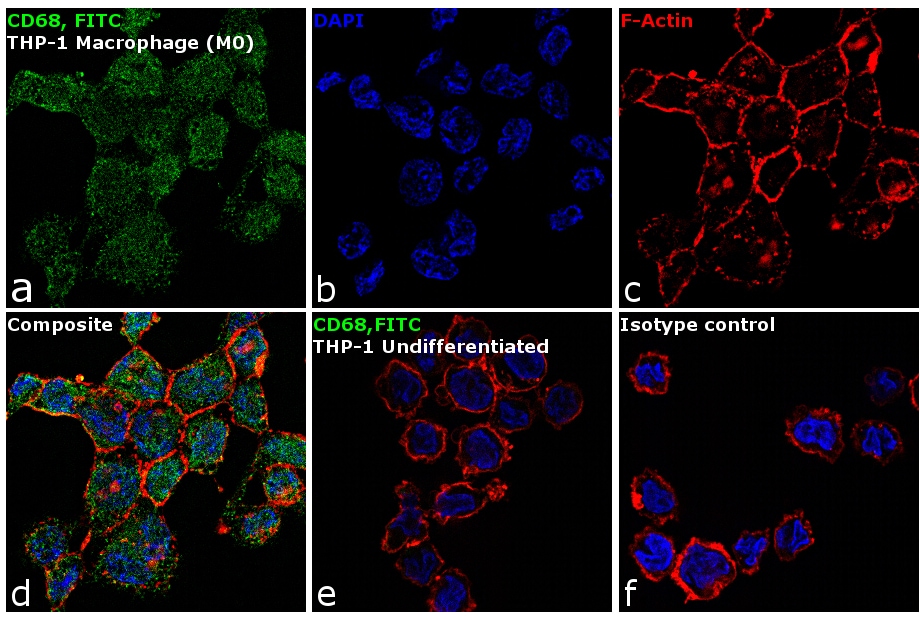 CD68 Antibody, FITC (11-0689-42)