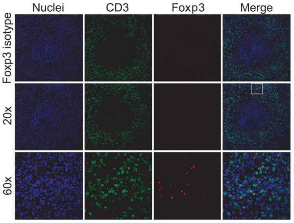FOXP3 Antibody (14-4777-82)