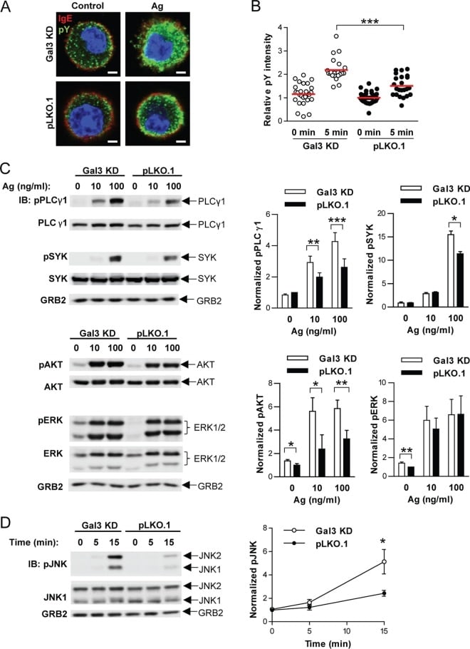FceR1 alpha Antibody, FITC (11-5898-82)