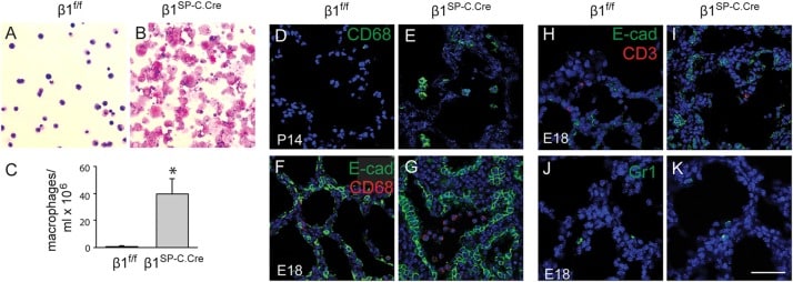 Ly-6G/Ly-6C Antibody (14-5931-82)