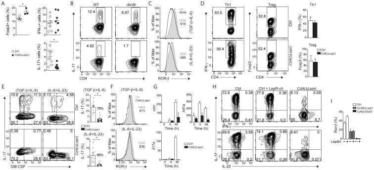 ROR gamma (t) Antibody (14-6981-82)