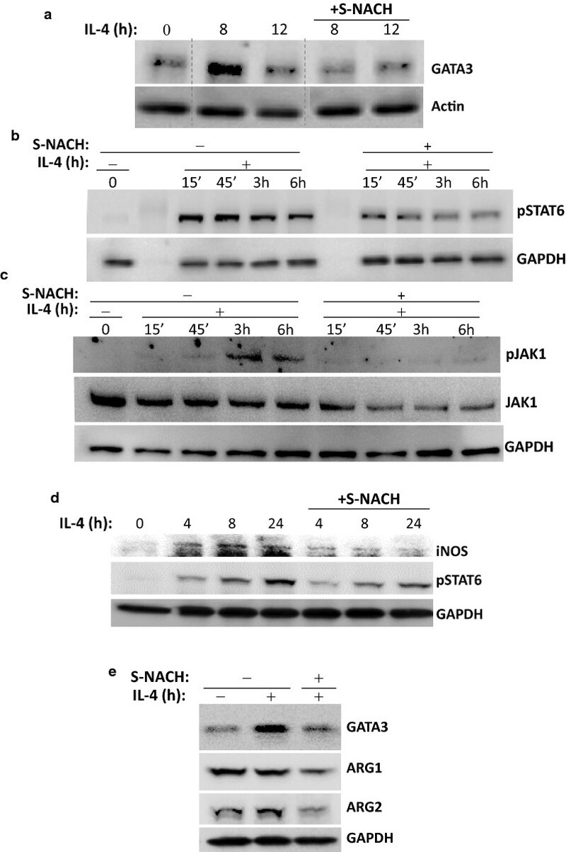 Phospho-STAT6 (Tyr641) Antibody (700247)