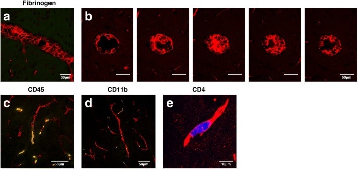 CD11b Antibody, Alexa Fluor™ 488 (53-0112-82)