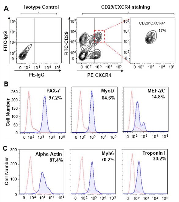 CD29 (Integrin beta 1) Antibody, PE (12-0291-82)