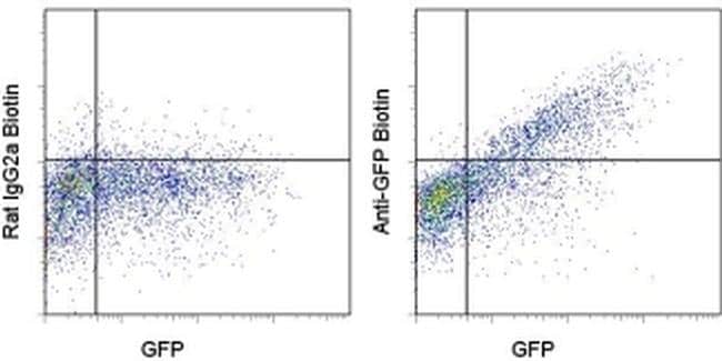 GFP Antibody, Biotin (13-6498-82)