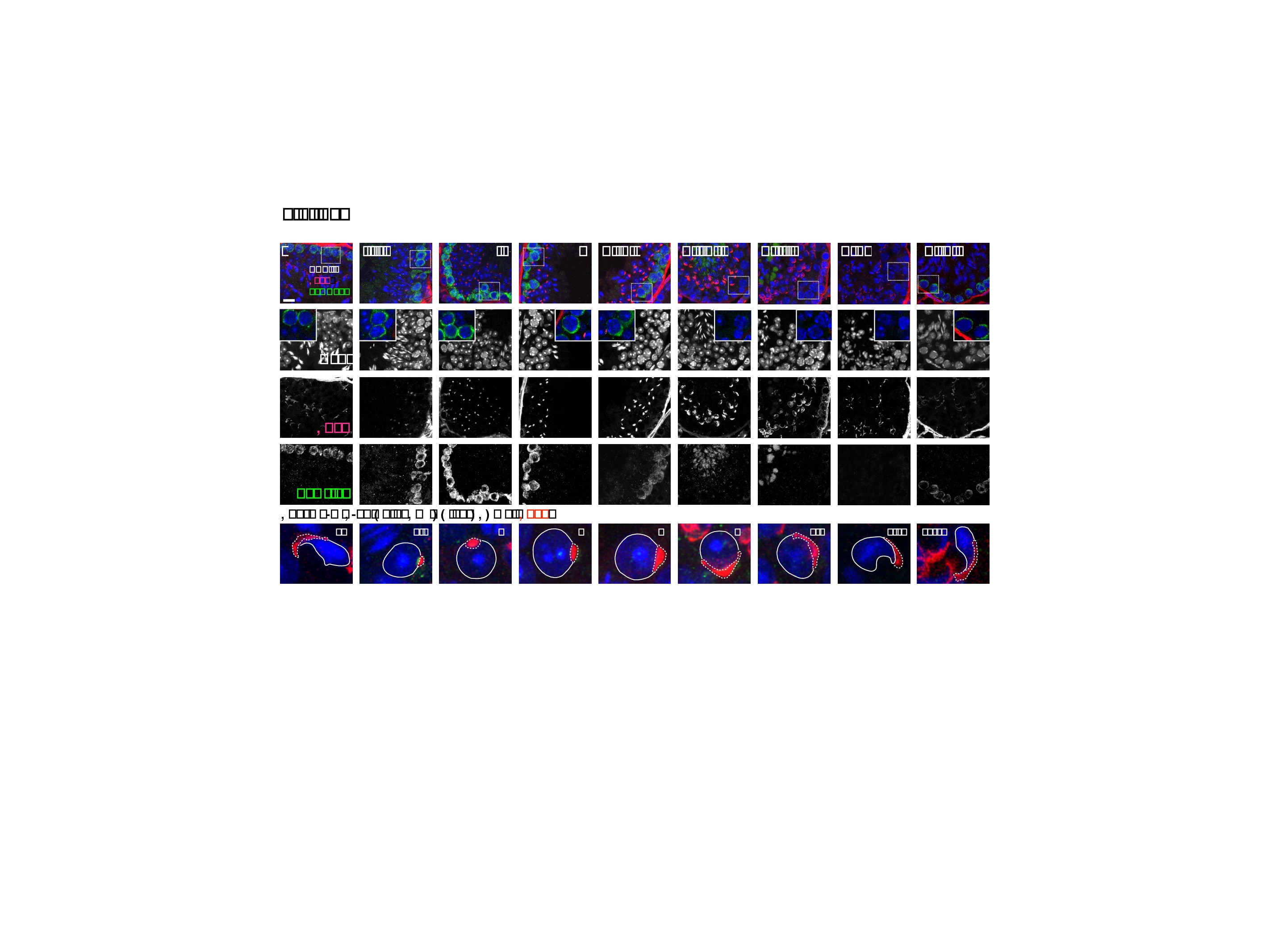 Sp56 Antibody (MA1-10866)