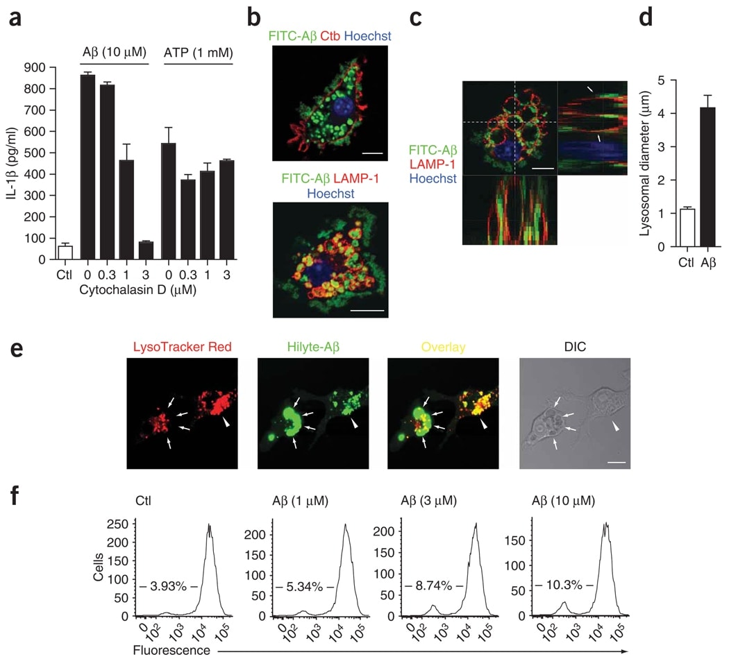 CD107a (LAMP-1) Antibody, eFluor™ 450 (48-1071-82)