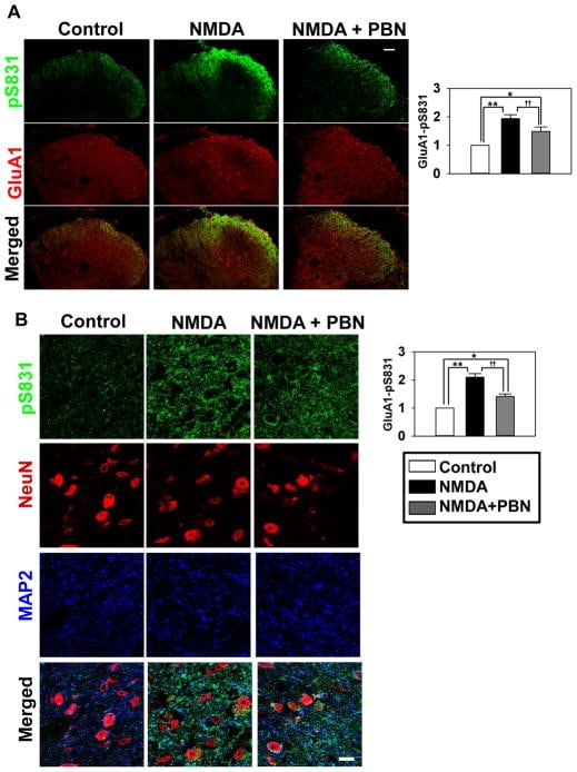 MAP2 Antibody (13-1500)