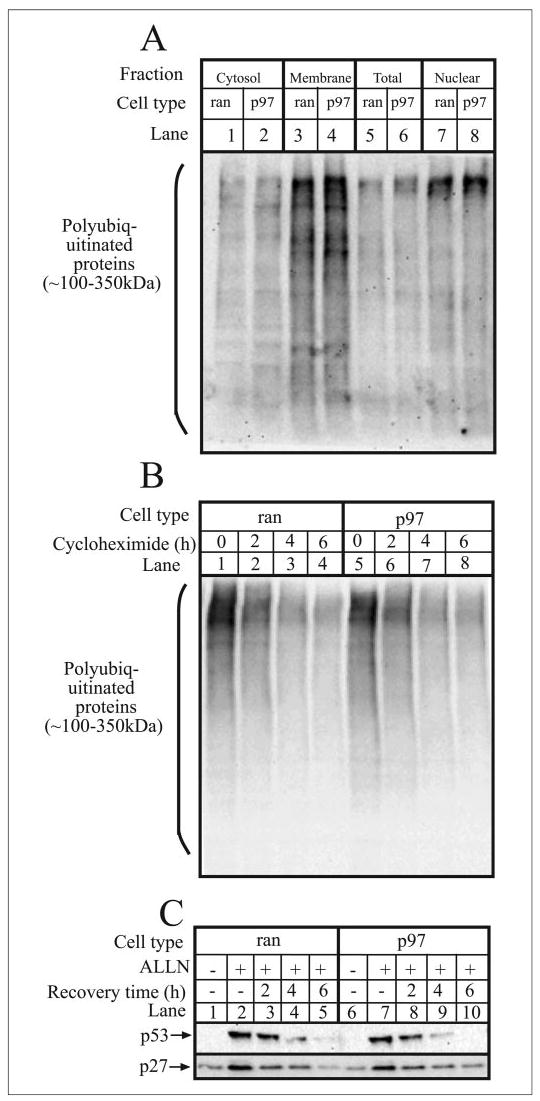 Ubiquitin Antibody (13-1600)