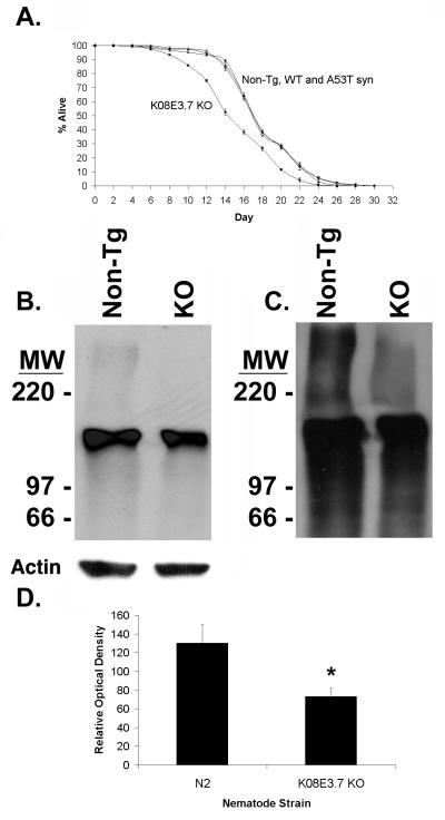 Ubiquitin Antibody (13-1600)