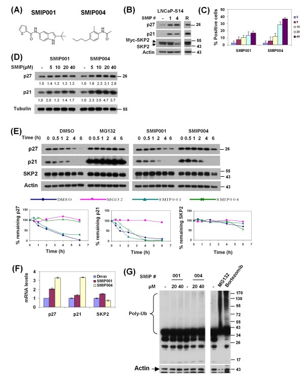 Ubiquitin Antibody (13-1600)