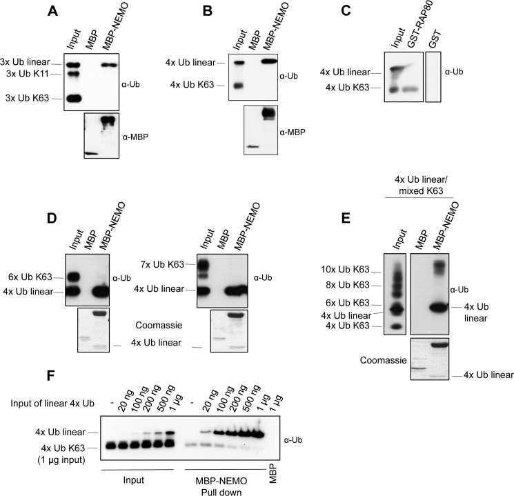 Ubiquitin Antibody (13-1600)