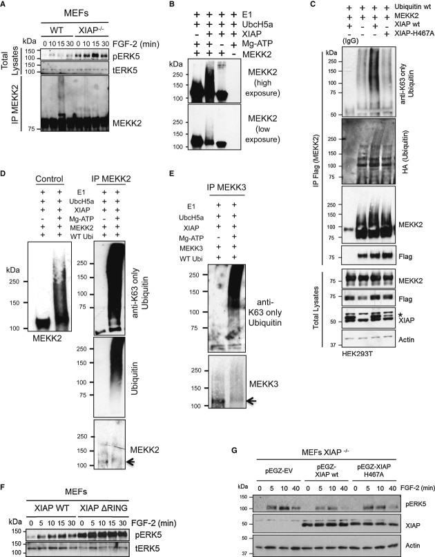 Ubiquitin Antibody (13-1600)