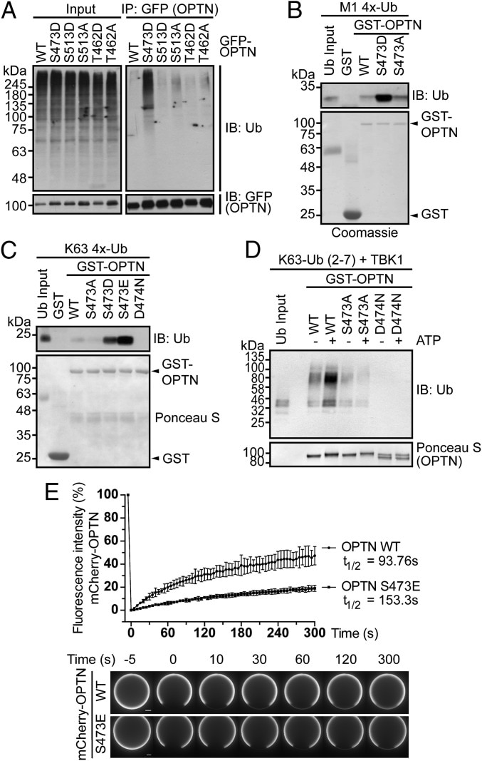 Ubiquitin Antibody (13-1600)