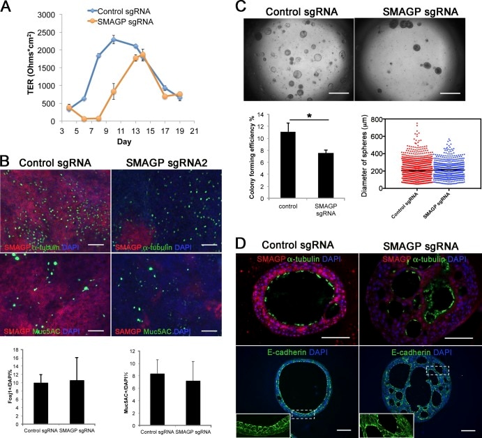 FOXJ1 Antibody (14-9965-82)