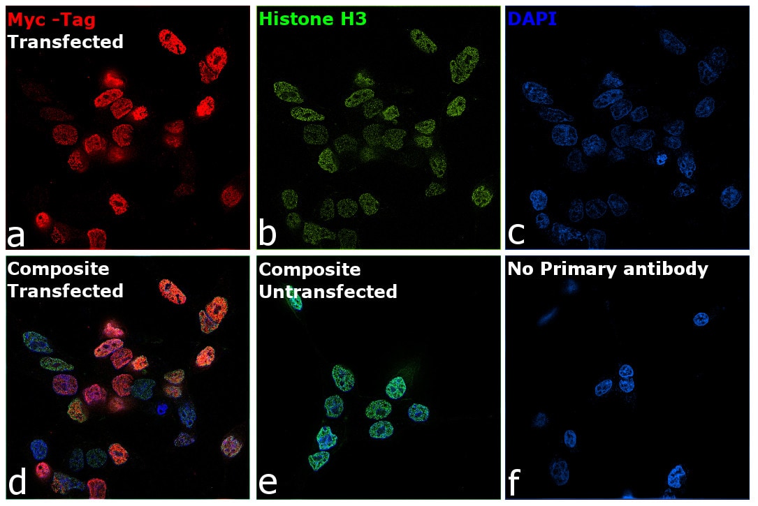 c-Myc Antibody (13-2500)