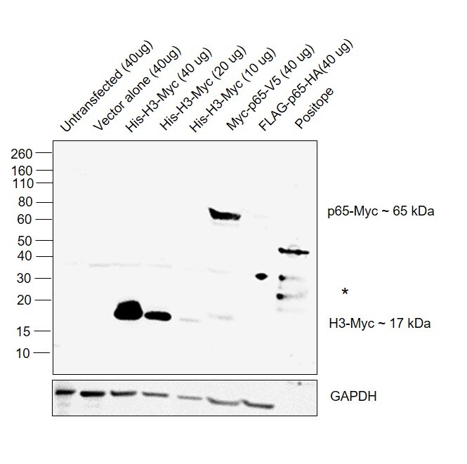 c-Myc Antibody (13-2500)