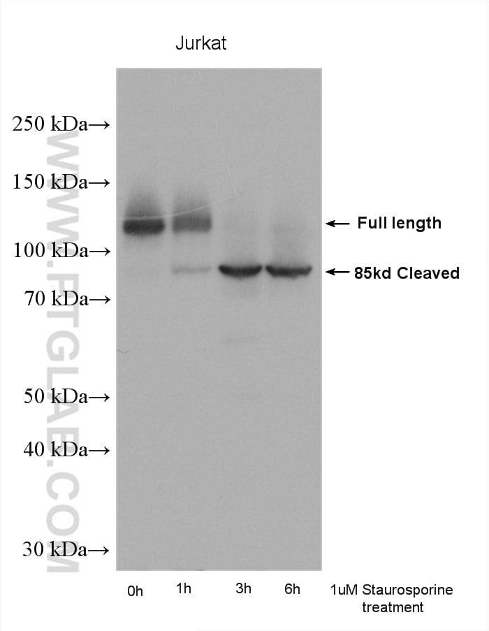 PARP1 Antibody (13371-1-AP)