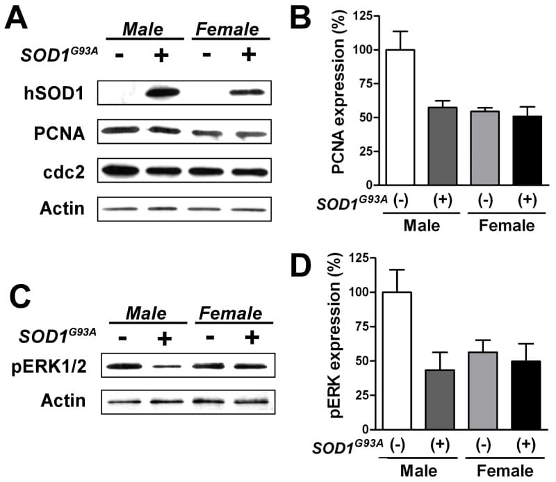 PCNA Antibody (13-3900)