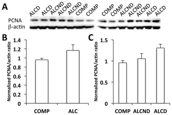 PCNA Antibody (13-3900)