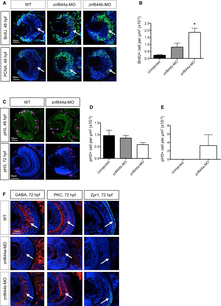 PCNA Antibody (13-3900)