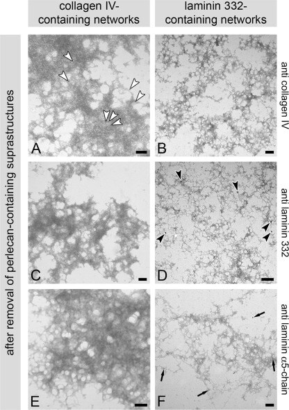 Perlecan Antibody (13-4400)