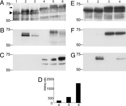 Tau Antibody (13-6400)