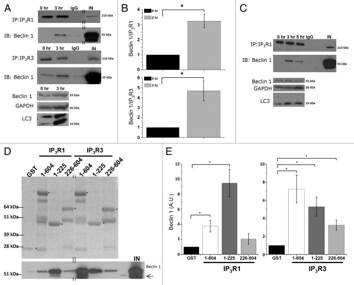 GST Tag Antibody (13-6700)