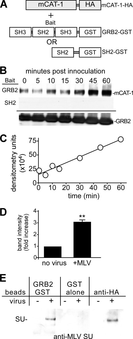 GST Tag Antibody (13-6700)
