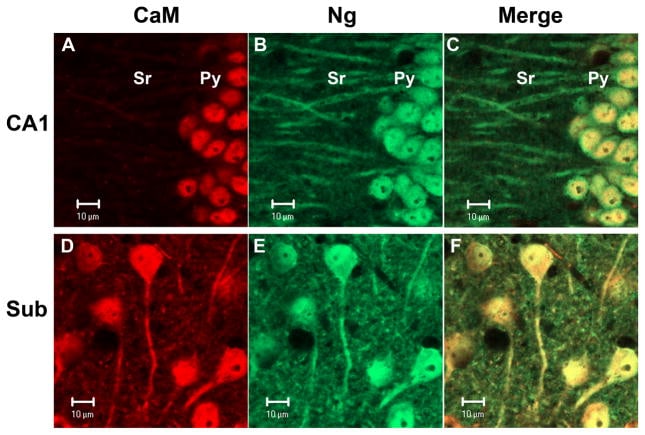 CaMKII alpha Antibody (13-7300)