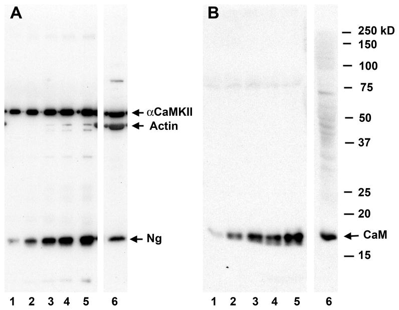 CaMKII alpha Antibody (13-7300)
