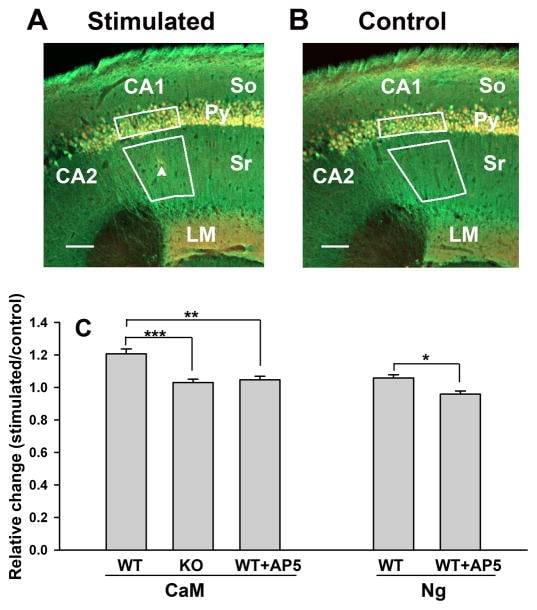 CaMKII alpha Antibody (13-7300)