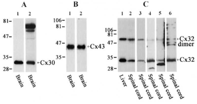 Connexin 32 Antibody (13-8200)