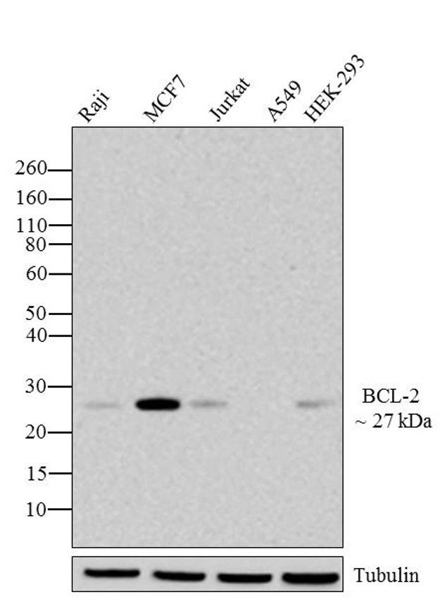 Bcl-2 Antibody (13-8800)