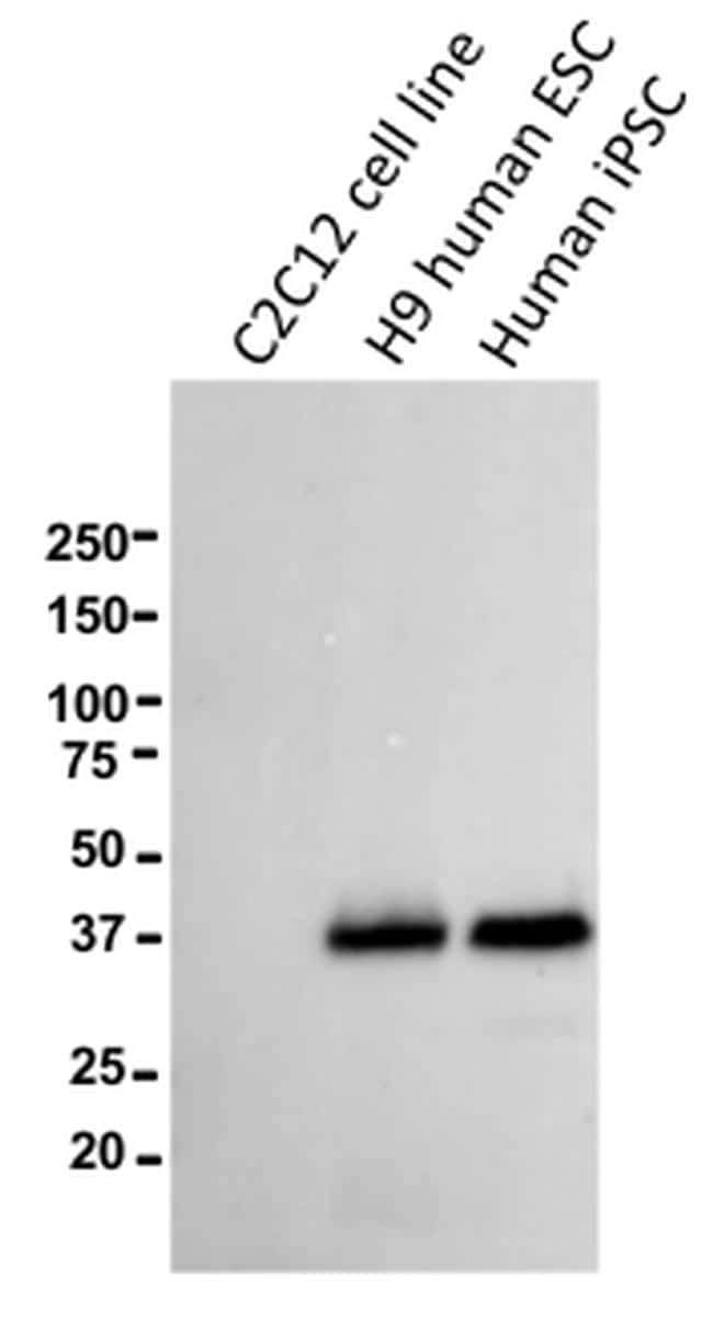 CD321 (F11R) Antibody (14-3219-82)