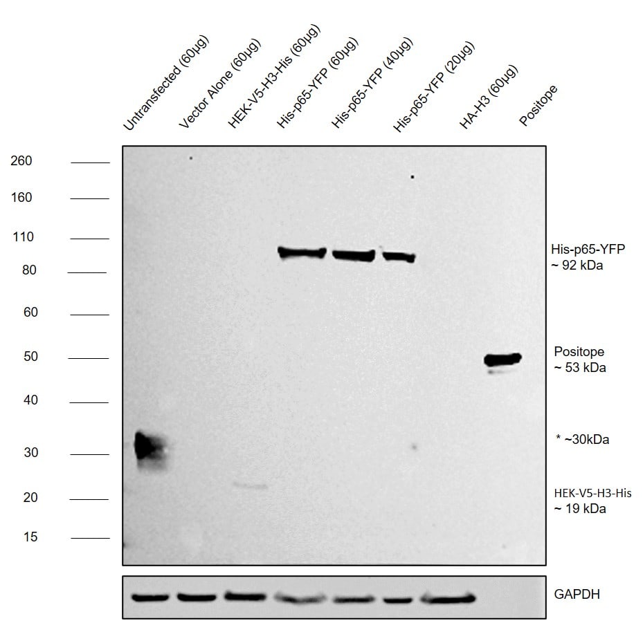 6x-His Tag Antibody (14-6657-82)