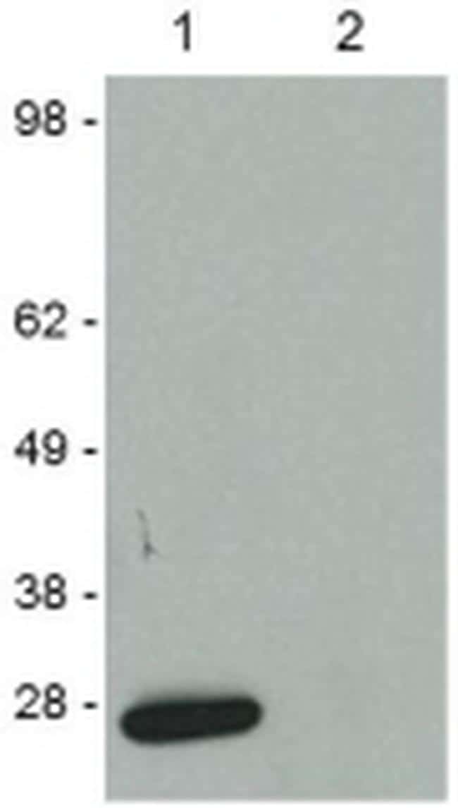 GFP Antibody (14-6674-82)
