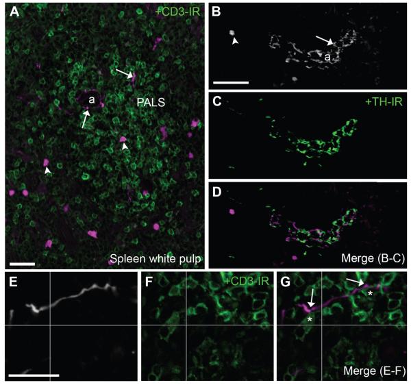 CD3 Antibody (14-0032-82)